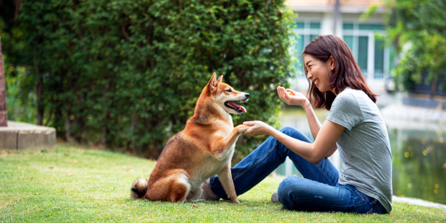 How to Greet Dogs